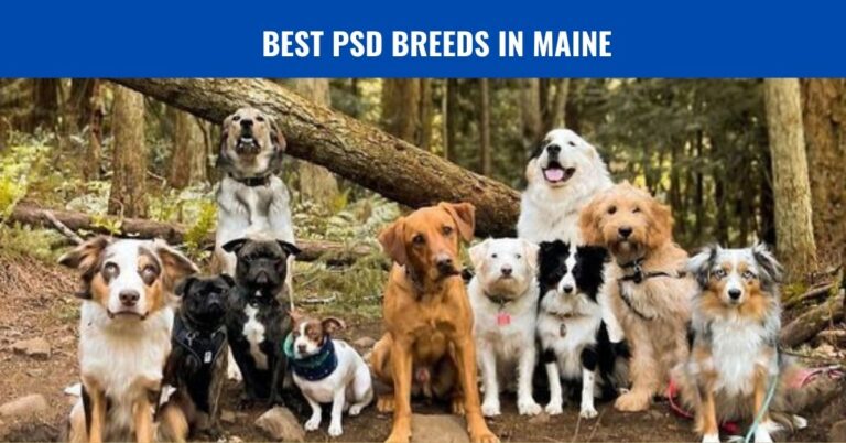 best PSD breeds Maine: Top 5 Psychiatric Service Dog Breeds for Maine ...