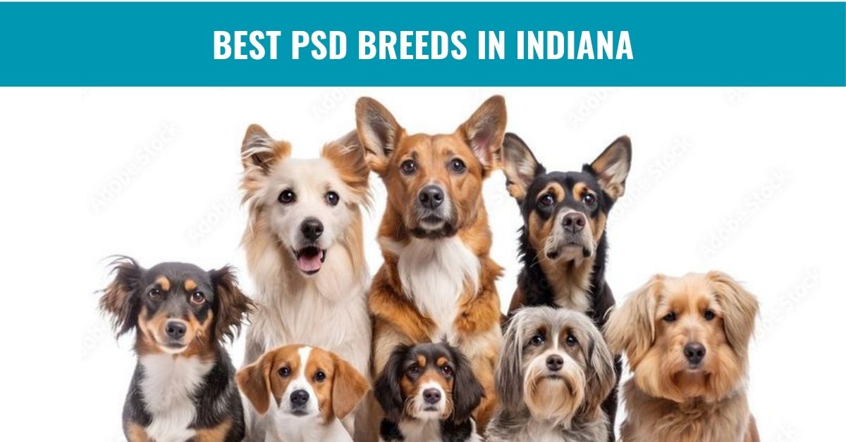 best PSD breeds Indiana: Best Dog Breeds for Psychiatric Service Dogs ...